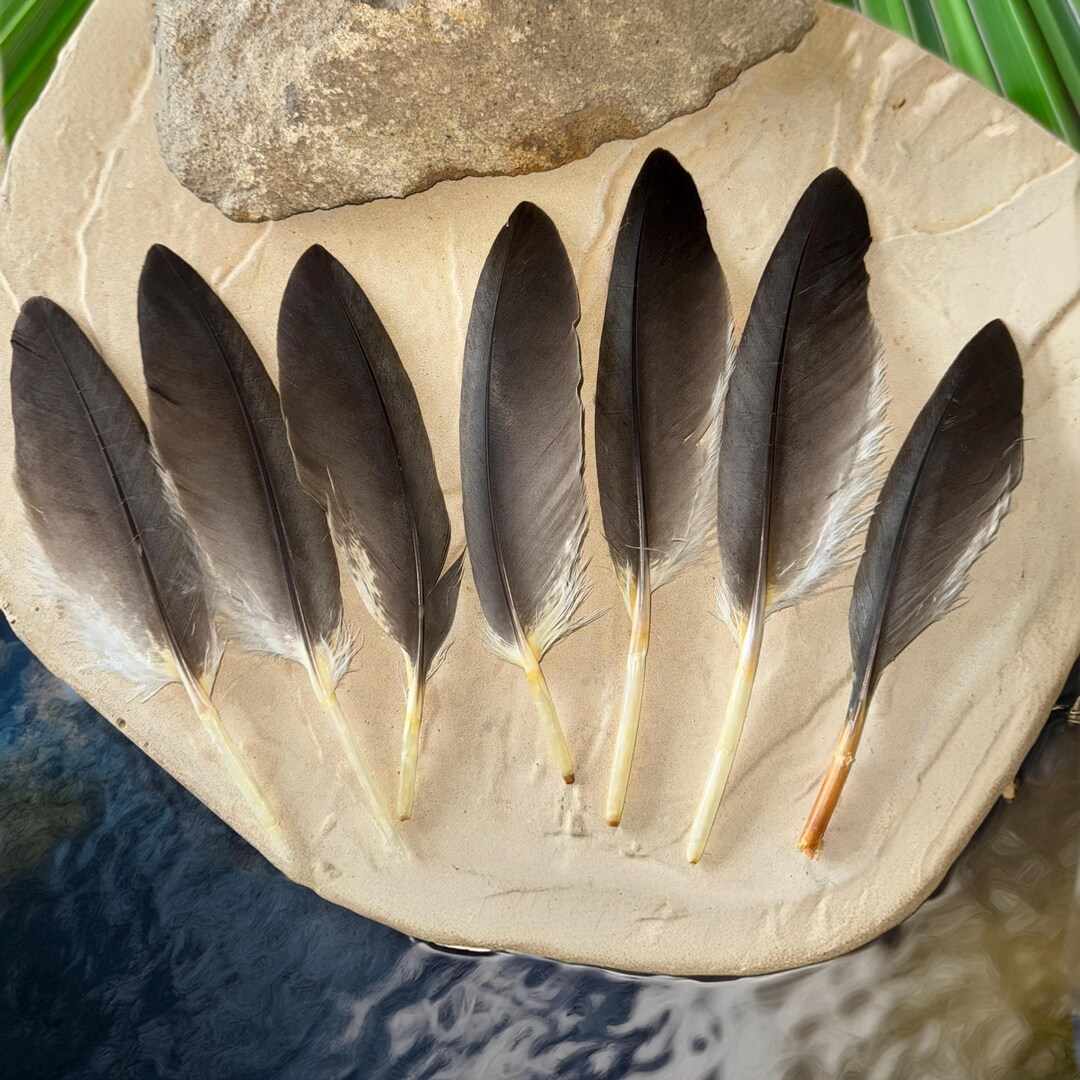 VERY RARE White Bellied Sea Eagle ALULA Wing Feathers Collector, Boho ...