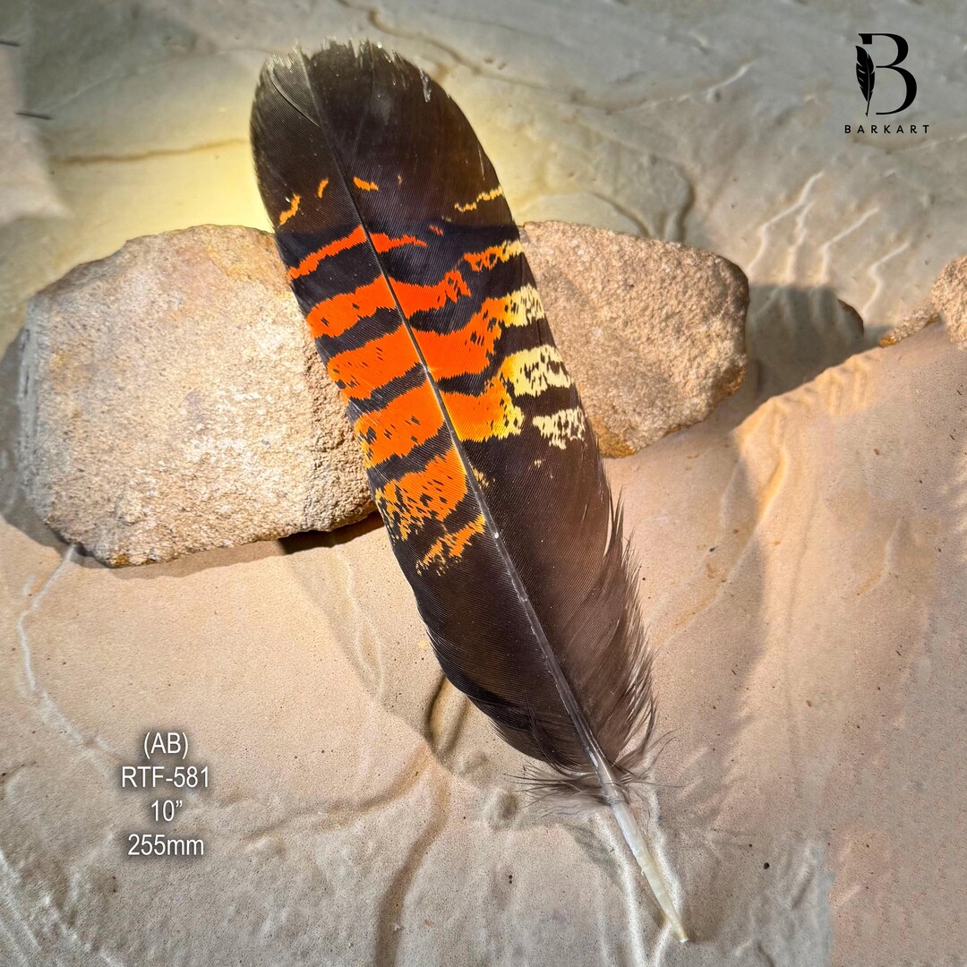 Red Tailed Female Black Cockatoo TAIL Feather, Hat Feather, Akubra ...