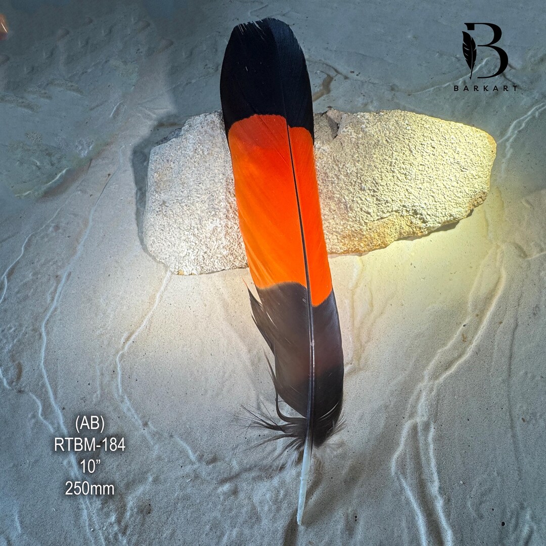 Red Tailed MALE Black Cockatoo TAIL Feather, Hat Feather, Akubra, Boho ...