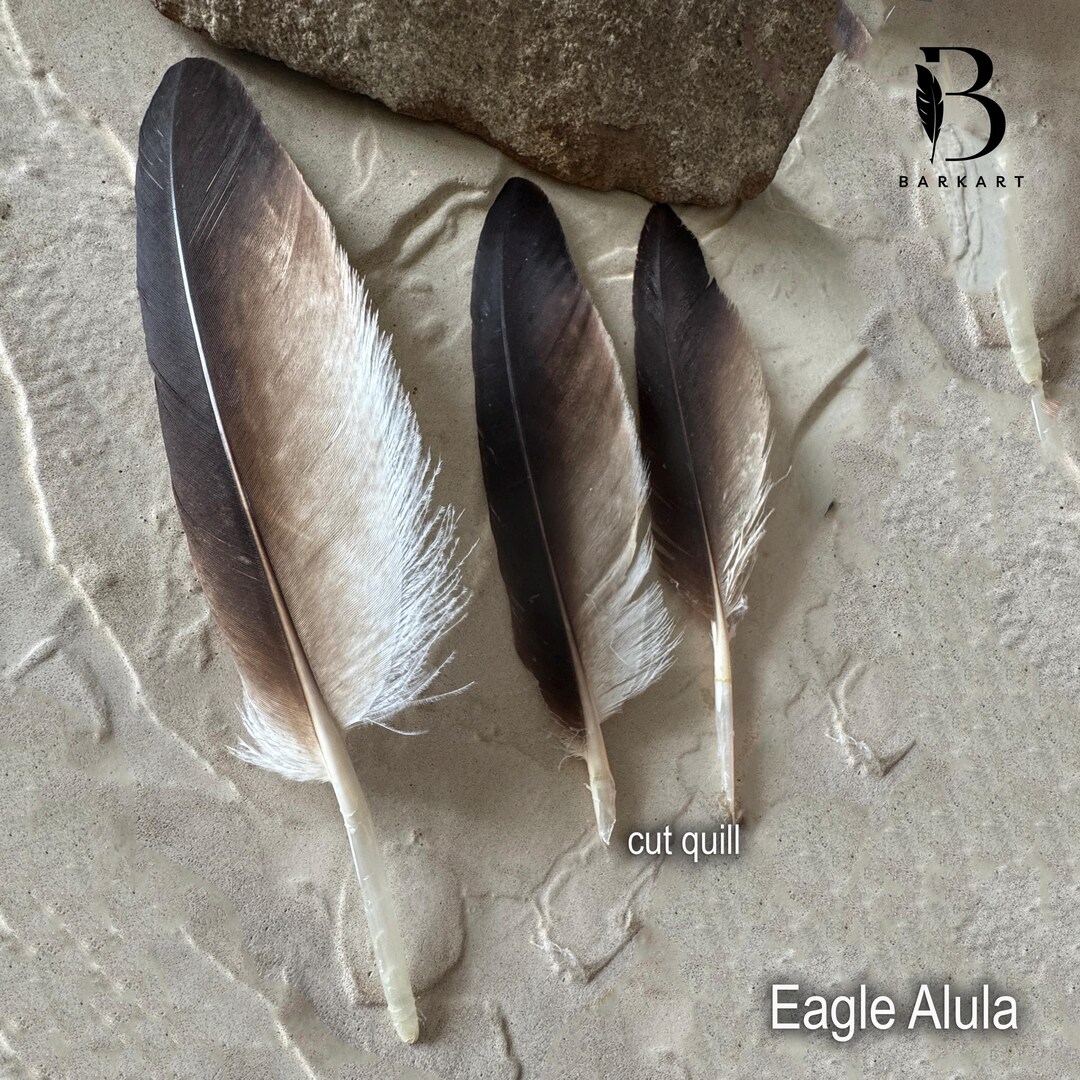 Very Rare EAGLE ALULA Feathers - Collector, Boho, Dreamcatcher ...
