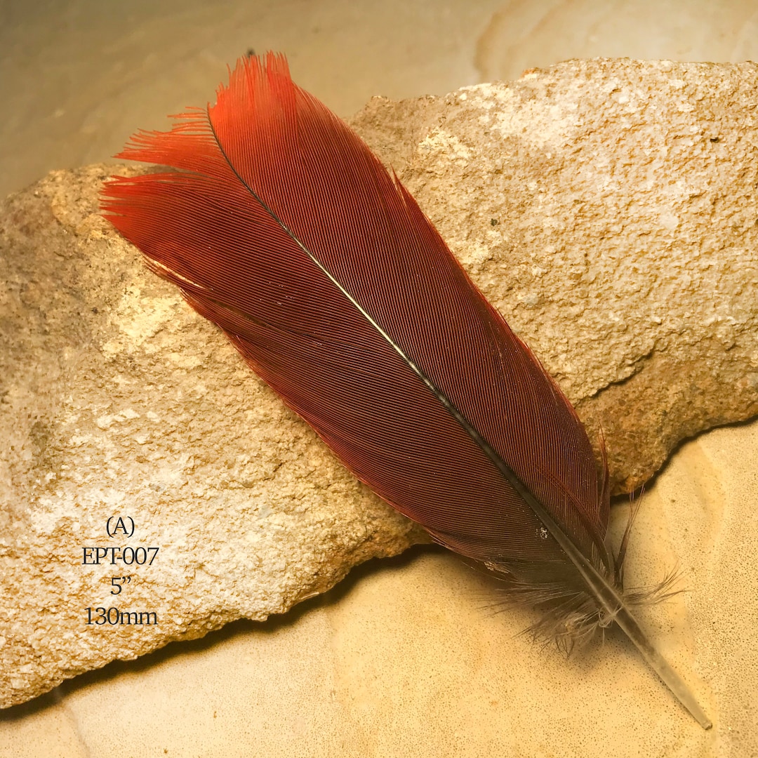 VERY RARE Eclectus Parrot TAIL Feathers Boho, Feather Collector, Fly ...