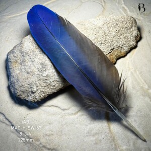 RARE HYACINTH Macaw Wing Feather, Millinery, Smudge, Flyfishing ...