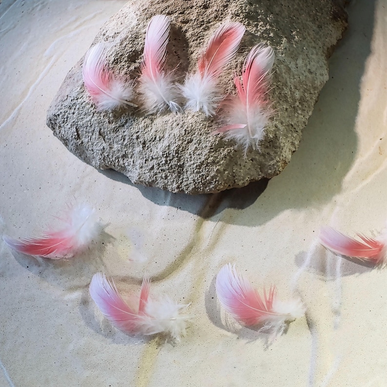 Australian Galah Parrot Crest Feathers, Rare Feather, Jewellery ...