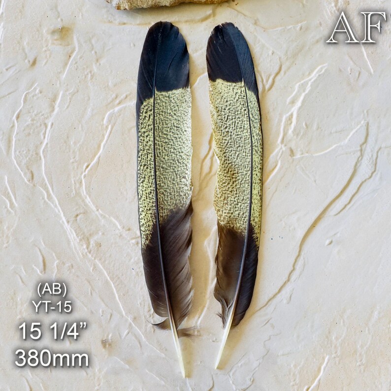 Yellow-tailed Black Cockatoo Tail Feathers – Ethical Sourced Pair ...