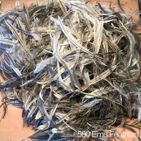 Emu Feathers - Etsy