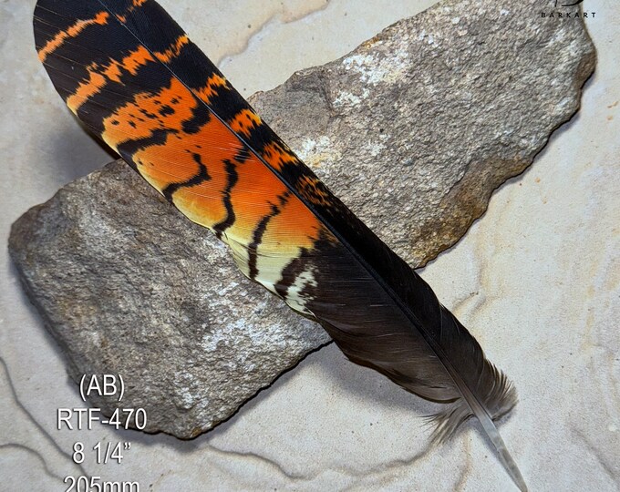 Red Tailed Female Black Cockatoo TAIL Feather, Hat Feather, Akubra ...