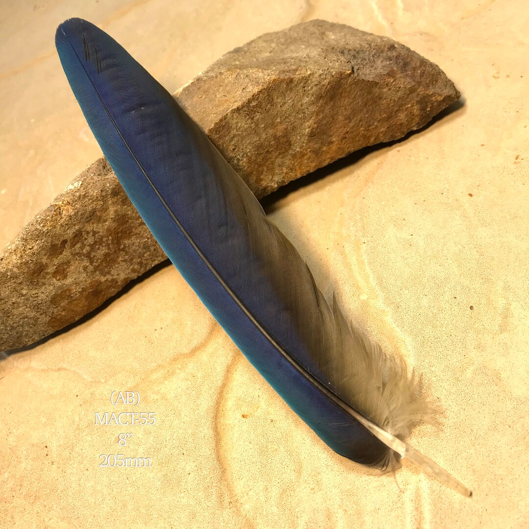 Macaw Tail Feather, MACT-55, MILLINERY Smudge, Flyfishing, Feather ...