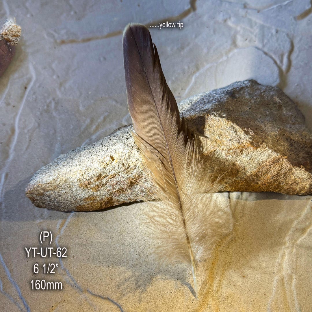 Yellow Tailed Black Cockatoo Feather – Rare Collectors Craft Feather ...