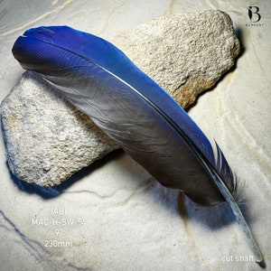 RARE HYACINTH Macaw Wing Feather, Millinery, Smudge, Flyfishing ...