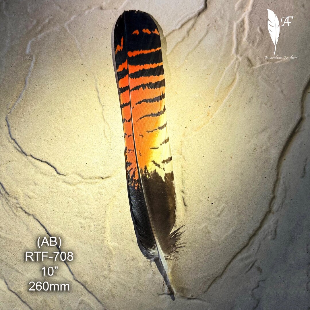 Red Tailed Female Black Cockatoo TAIL Feather, Hat Feather, Akubra ...
