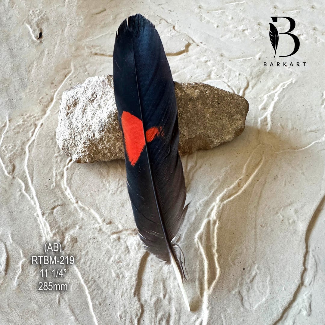 Red Tailed Black Cockatoo TAIL Feather, Hat Feather, Akubra, Boho ...