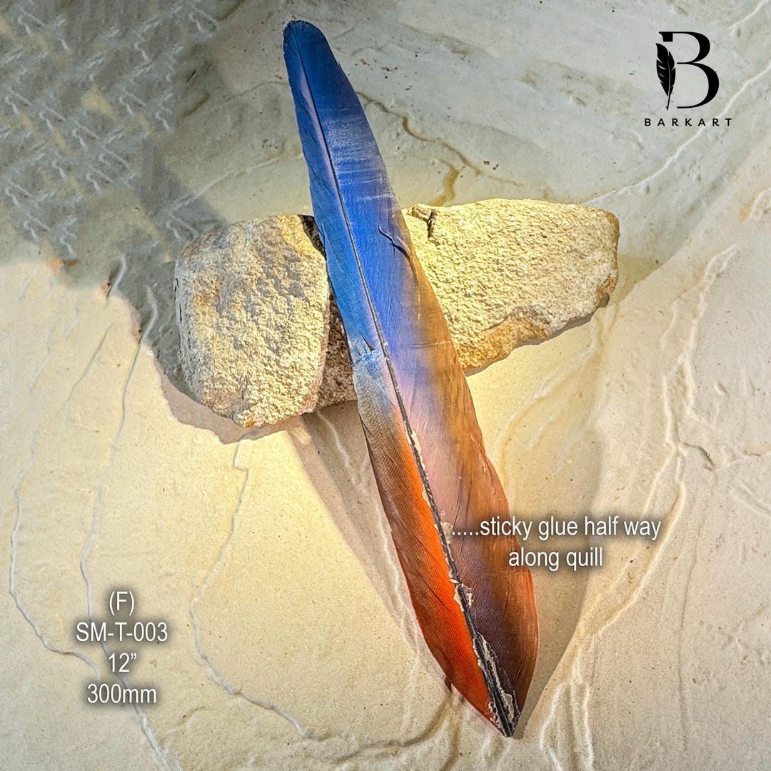 Scarlet Macaw Tail Feather, SM-T-003 DEFECTIVE, Millinery, Smudge ...