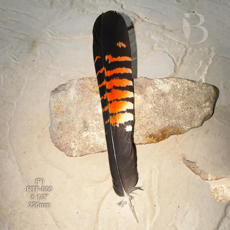 FEMALE Red-tailed Black Cockatoo Tail Feather, Millinery, Boho, Akubra ...