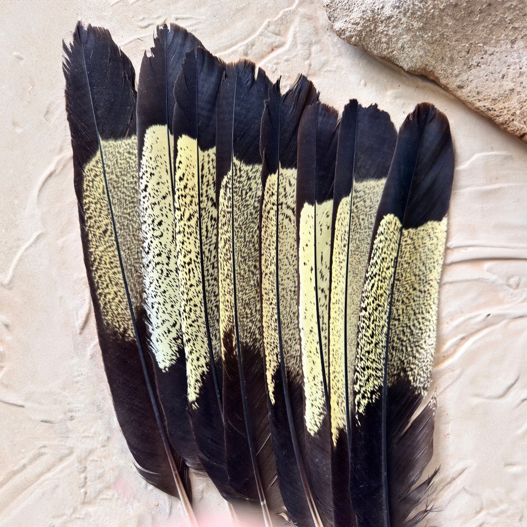 LARGE Yellow Tailed Black Cockatoo LH Tail Feather Rare Feathers ...
