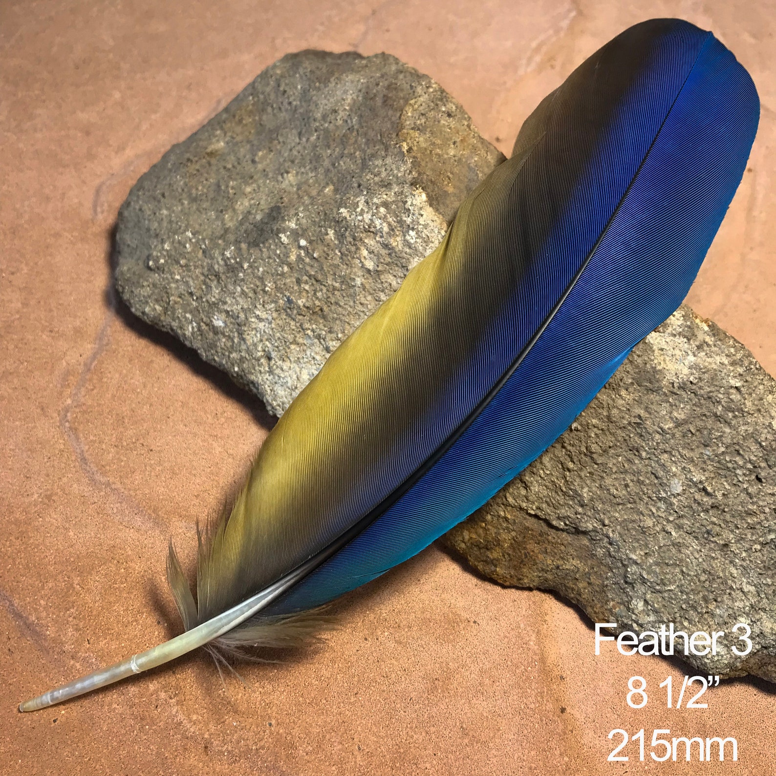 Macaw Blue & Gold Wing Feathers - Rare Feathers, Boho, Collectors ...