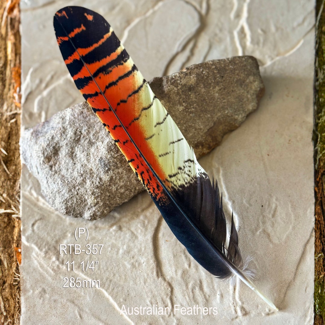 Red Tailed Female Black Cockatoo TAIL Feathers RTB-357 Boho - Etsy