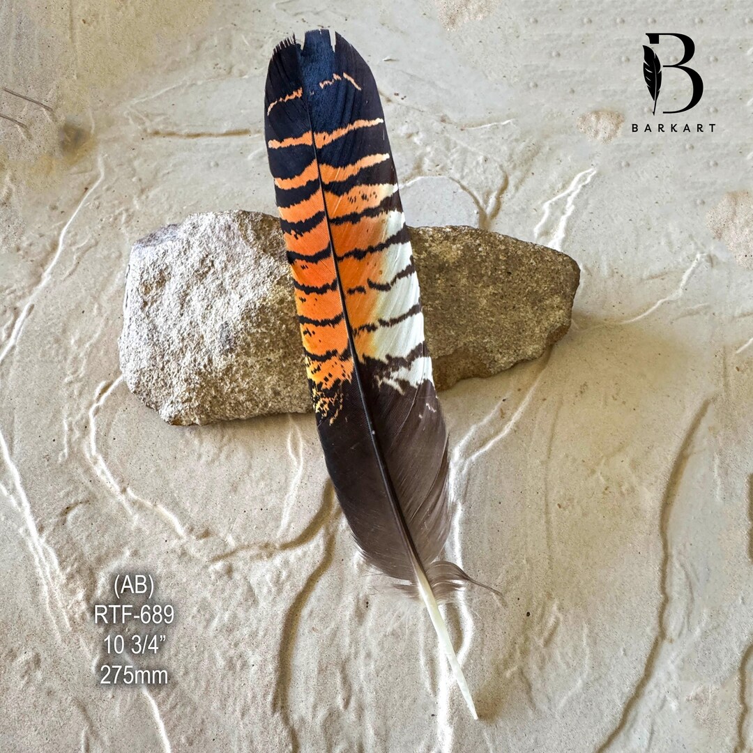 Red Tailed Female Black Cockatoo TAIL Feather, Hat Feather, Akubra ...