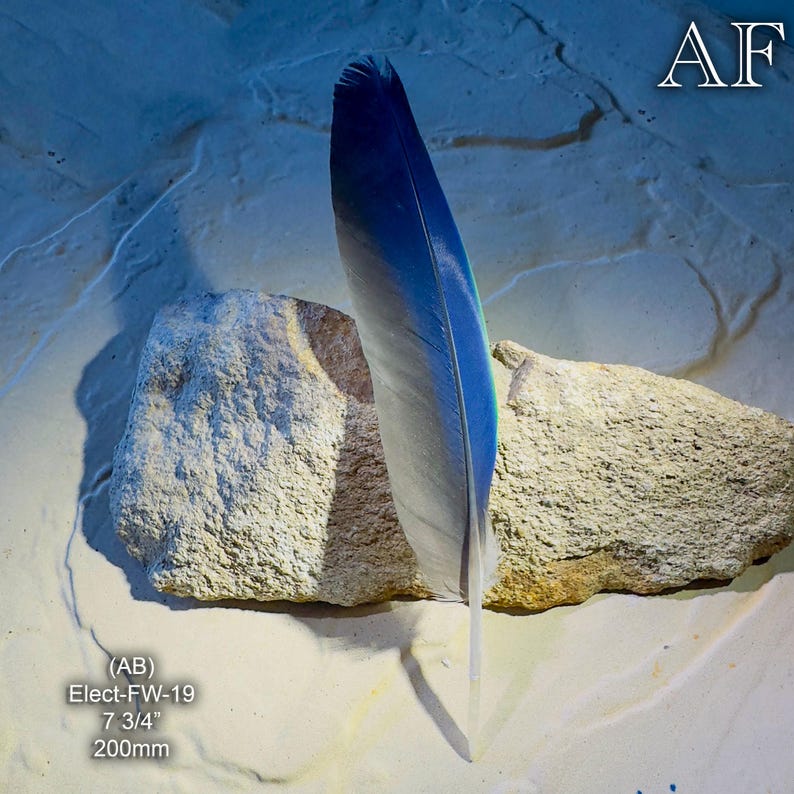 Eclectus Parrot Wing Feather – Rare Primary Feather for Boho Crafts ...