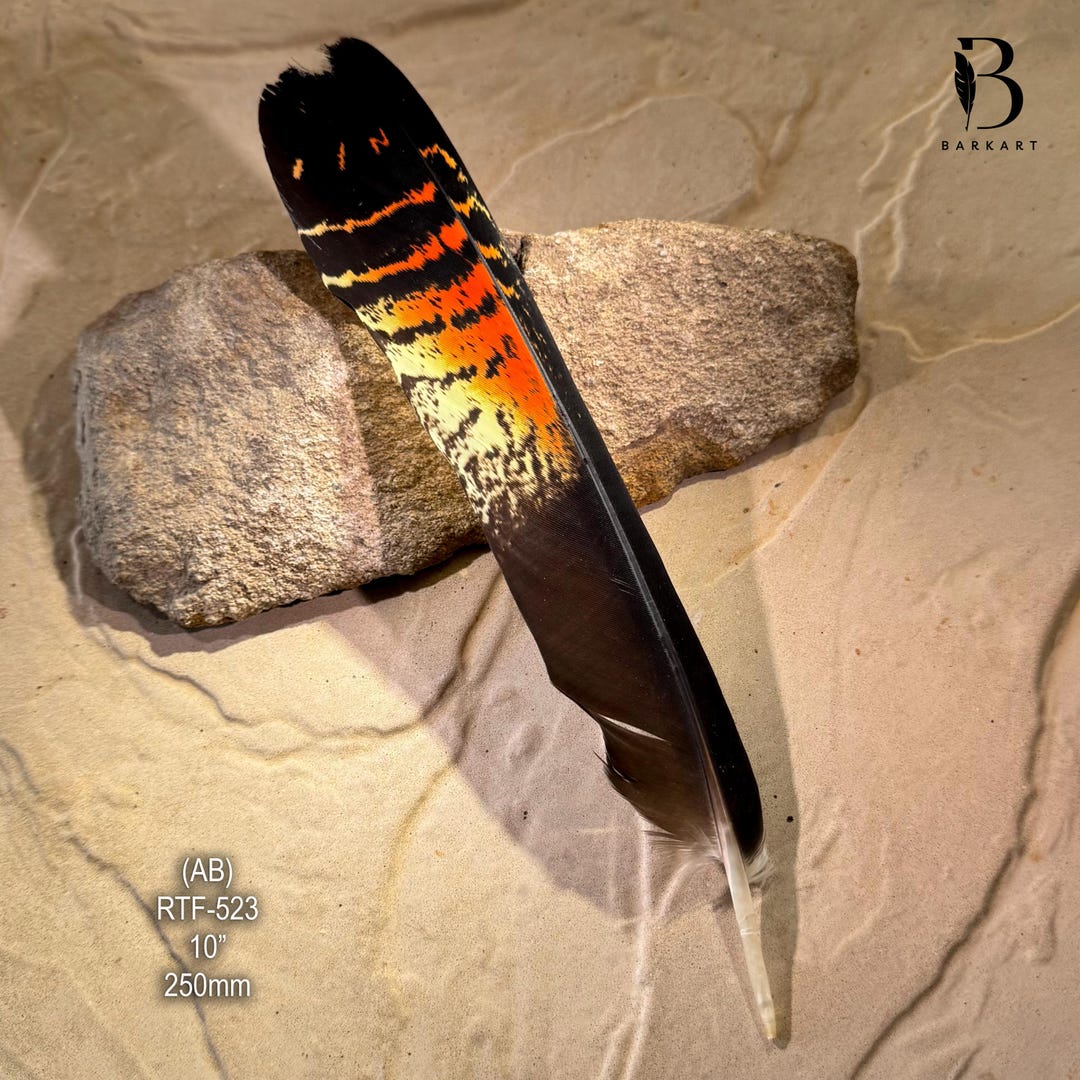 Red Tailed Female Black Cockatoo TAIL Feather, Hat Feather, Akubra ...