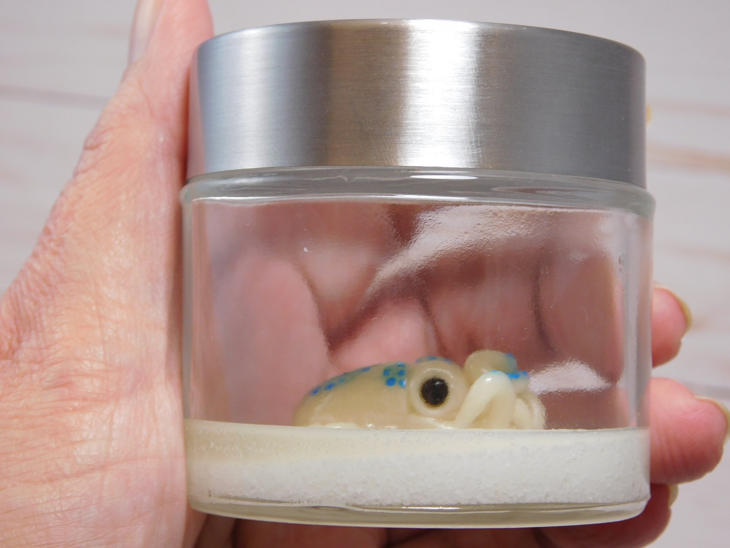 Squid in a Jar Bobtail Squid Forever Pet Cthulhu Desk Pet - Etsy Hong Kong