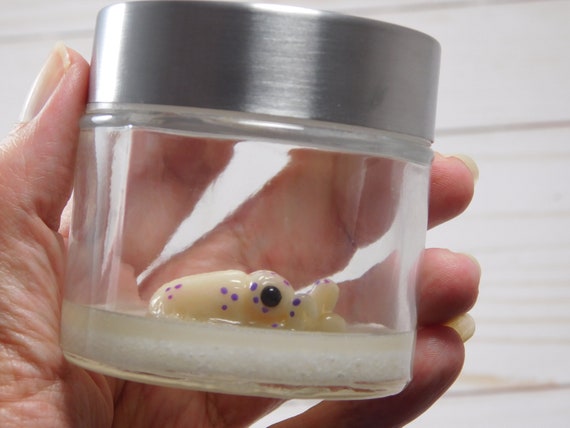Squid in a Jar Sculpture Bobtail Squid Forever Pet Cthulhu | Etsy
