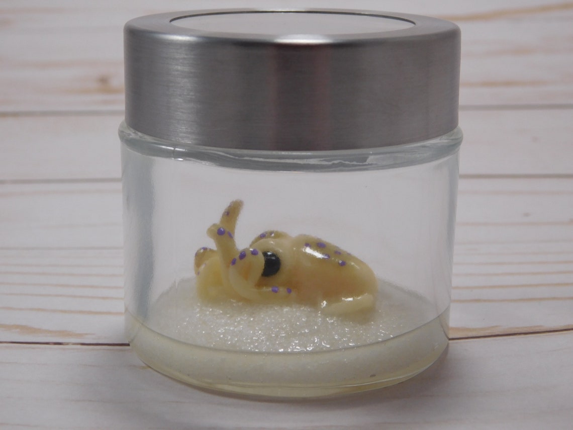 Squid in a Jar Bobtail Squid Forever Pet Cthulhu Desk Pet | Etsy