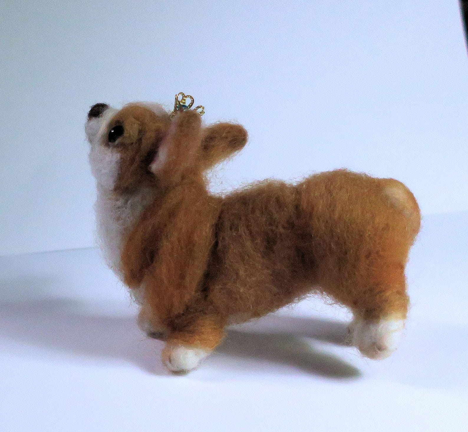 Corgi Corner, A Whole Litter of Corgis Waiting for You to Pick Your New ...