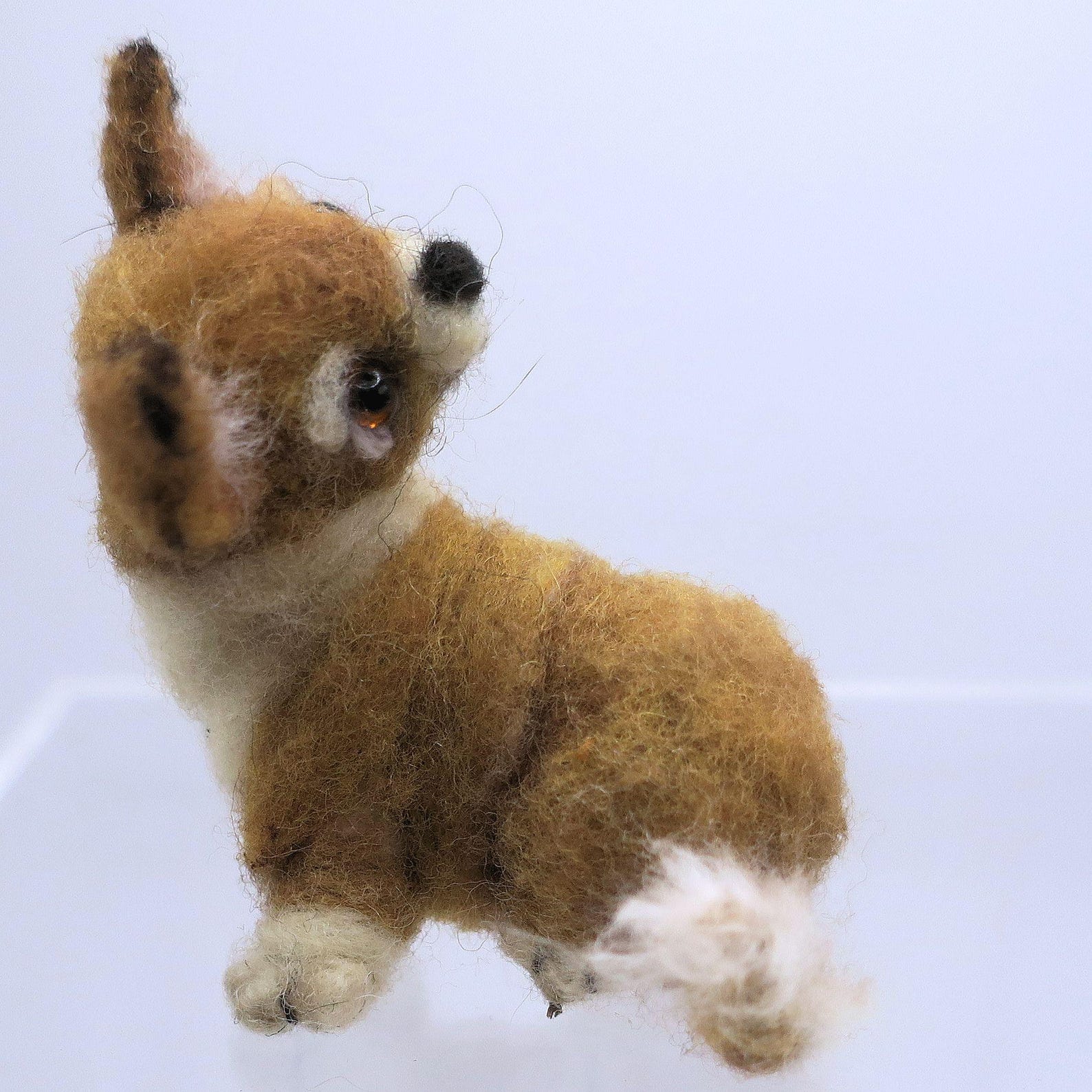 Corgi Corner, A Whole Litter of Corgis Waiting for You to Pick Your New ...