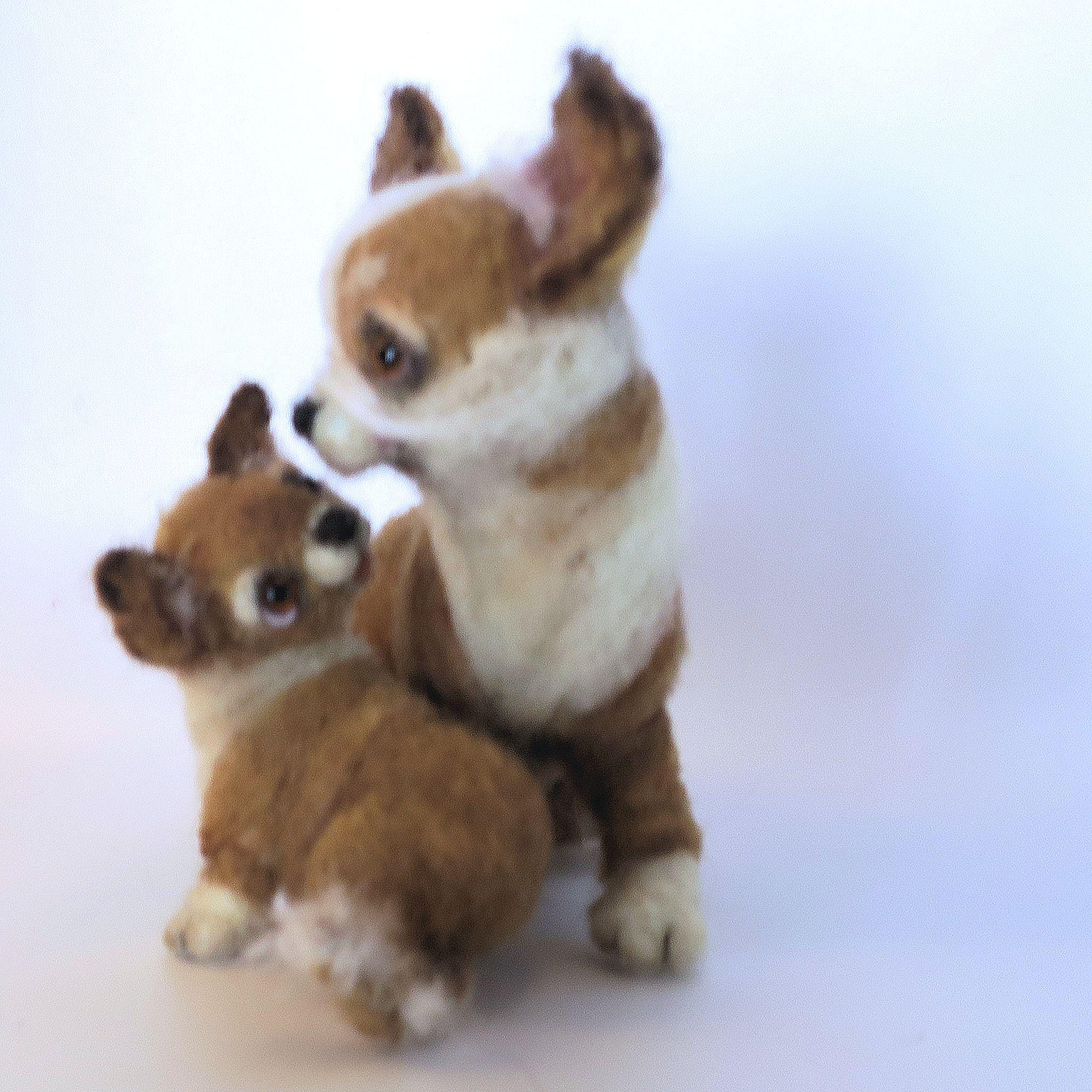 Corgi Corner, A Whole Litter of Corgis Waiting for You to Pick Your New ...