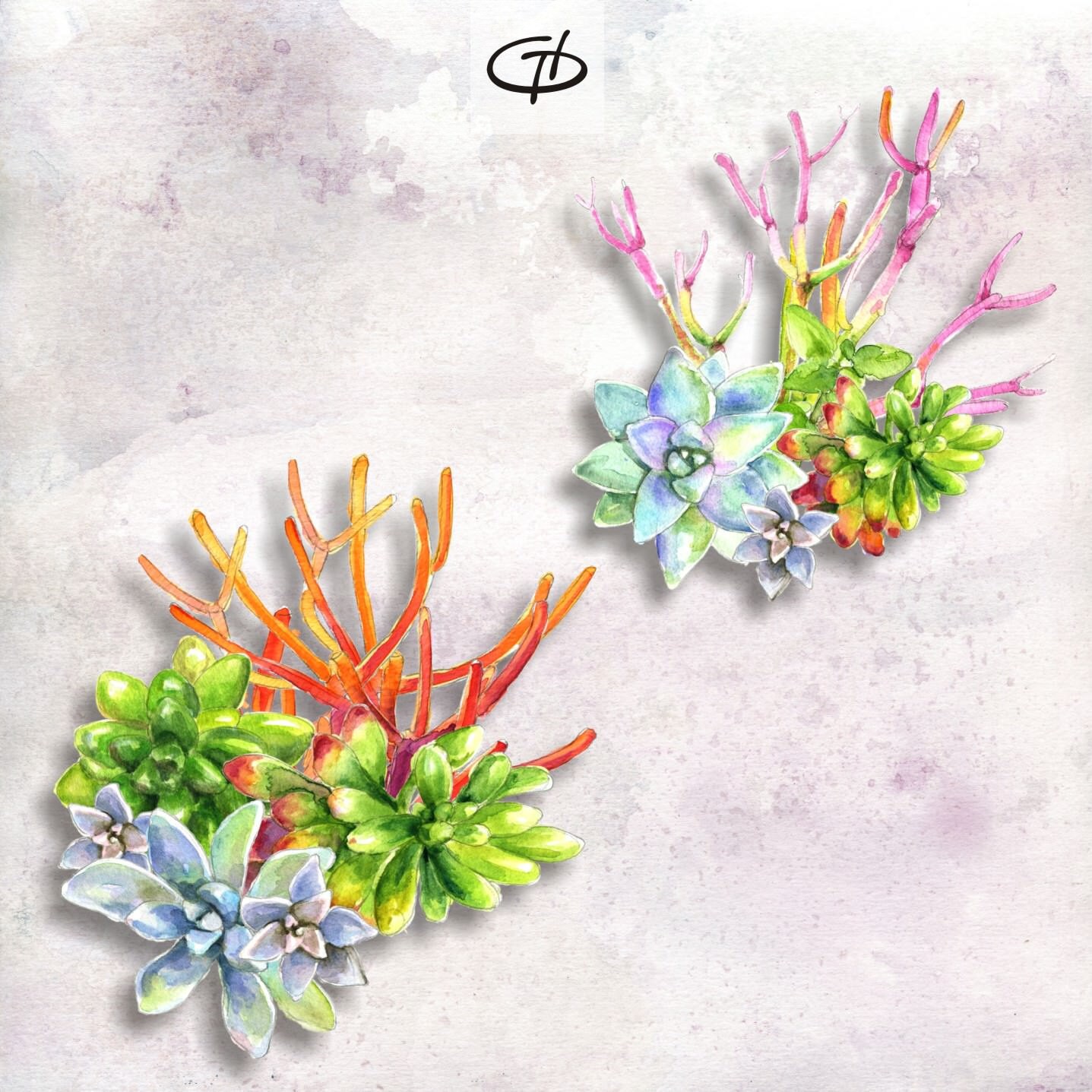 22 Watercolour & Pencil Succulent Clip Art 3- Hand Painted Graphics ...