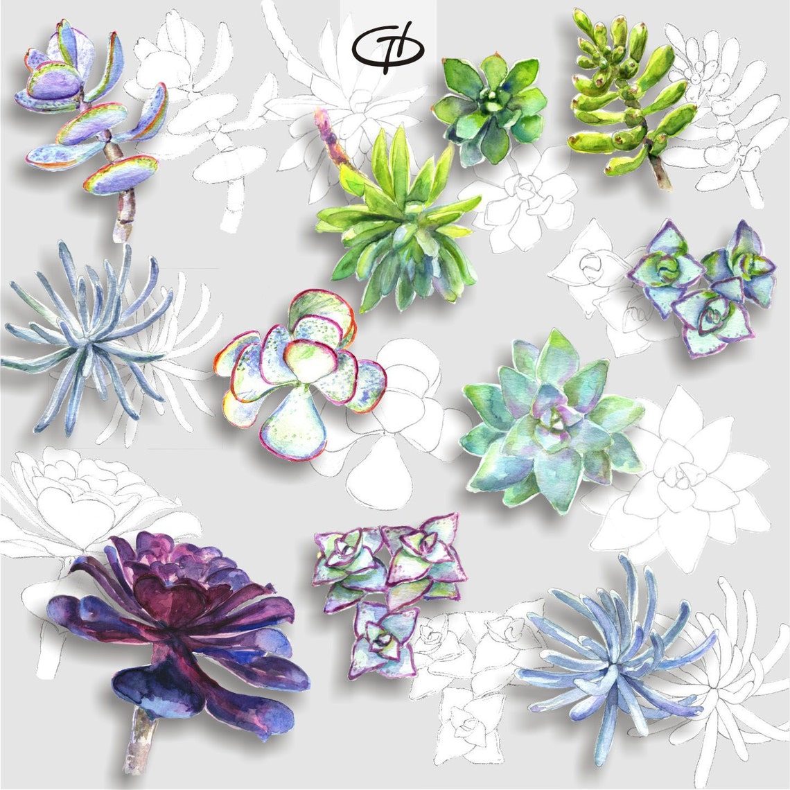 Watercolour & Pencil Succulent Clip Art- Hand Painted Graphics ...