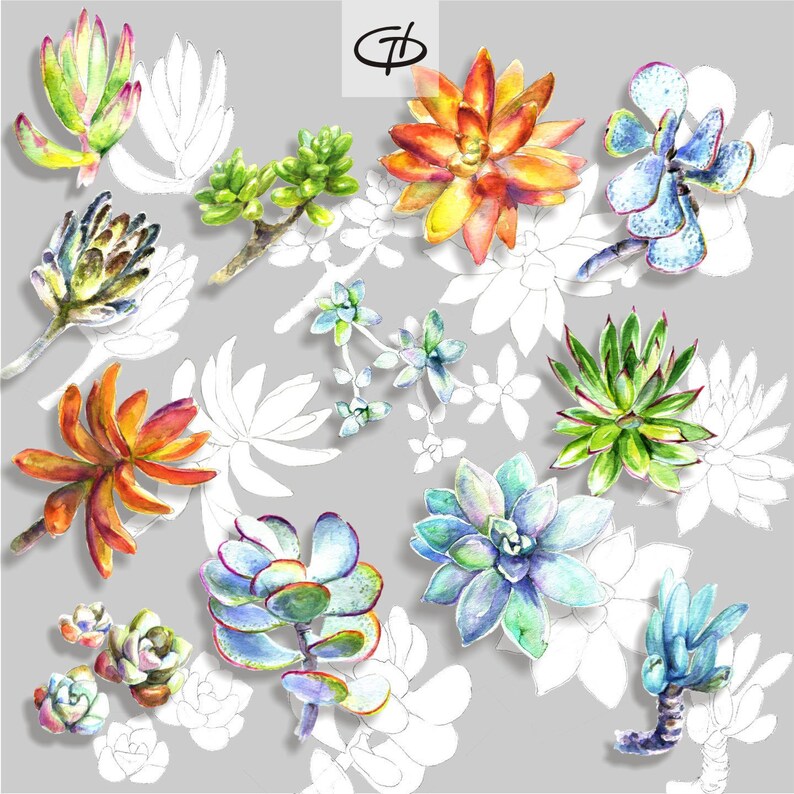 Watercolour & Pencil Succulent Clip Art Set 4- Hand Painted and Hand ...