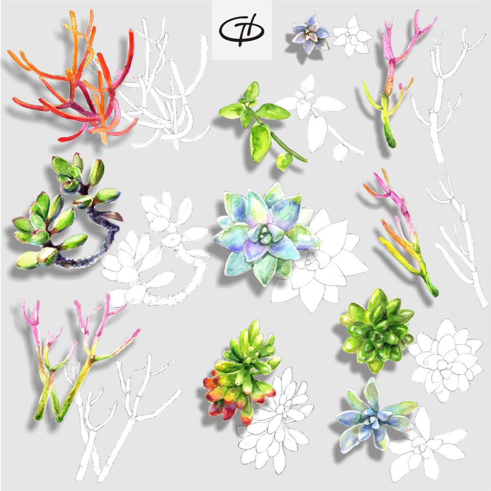 22 Watercolour & Pencil Succulent Clip Art 3- Hand Painted Graphics ...
