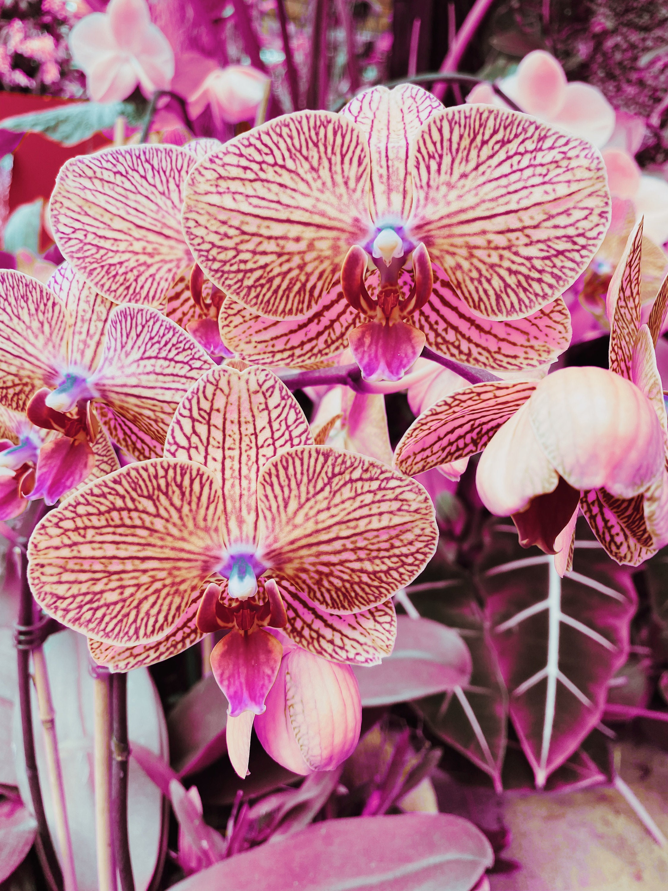Orchid flower floral wall print wall art digital | Etsy