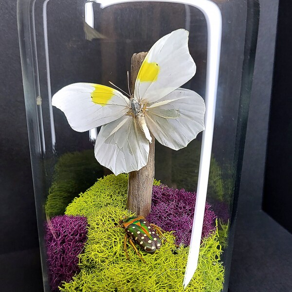 Butterfly Terrarium - Etsy
