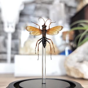 Real Wasp Glass Dome Cloche Display, Hymenoptera Species, Taxidermy A1 ...