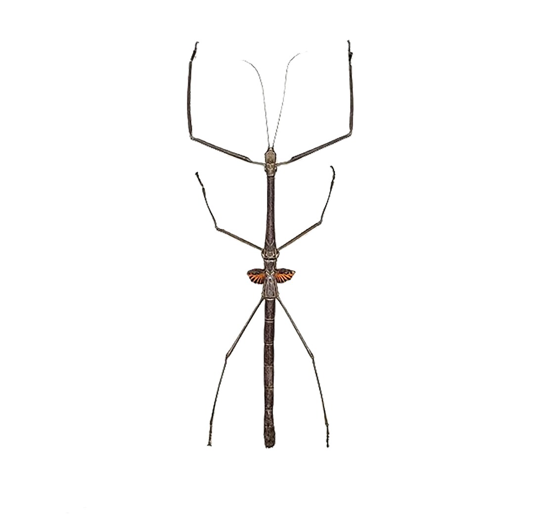 ONE A1 Real Stick Insect Phaenopharos Struthioneus Red Winged Stick ...