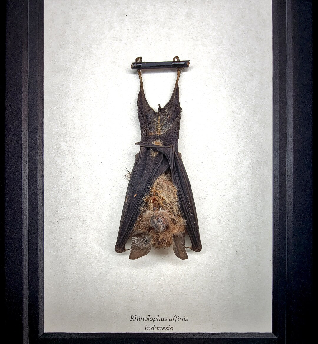 Framed Real Bat Display in Shadowbox Frame Rhinolophus - Etsy