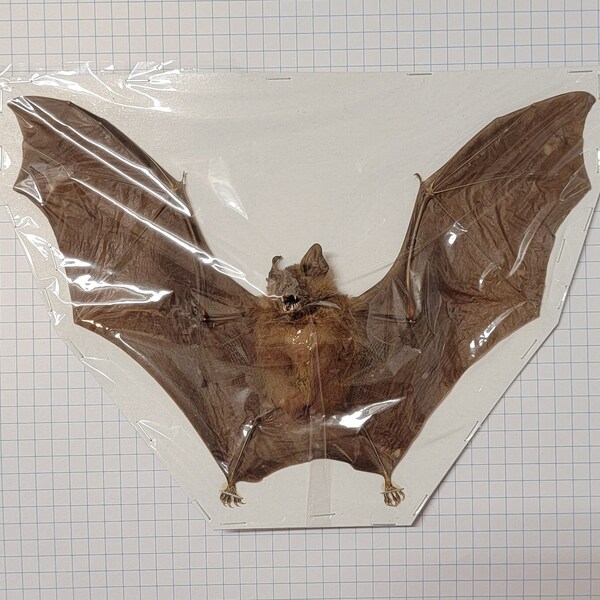 Bat Taxidermy - Etsy
