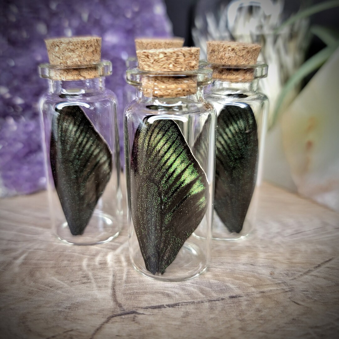 One Mini Vial Alpine Black Swallowtail Wing / Papilio Maackii / Gift ...