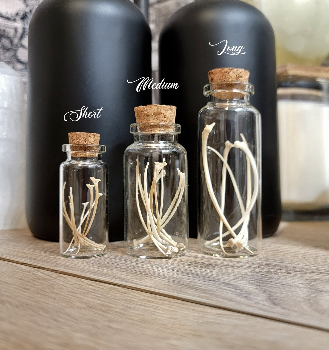 ONE Vial of Real Venomous Diamondback Rattlesnake Ribs, Animal Bones ...