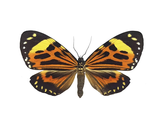Hercules Moth. Coscinocera Hercules. Papered-folded Wings. Requiring ...