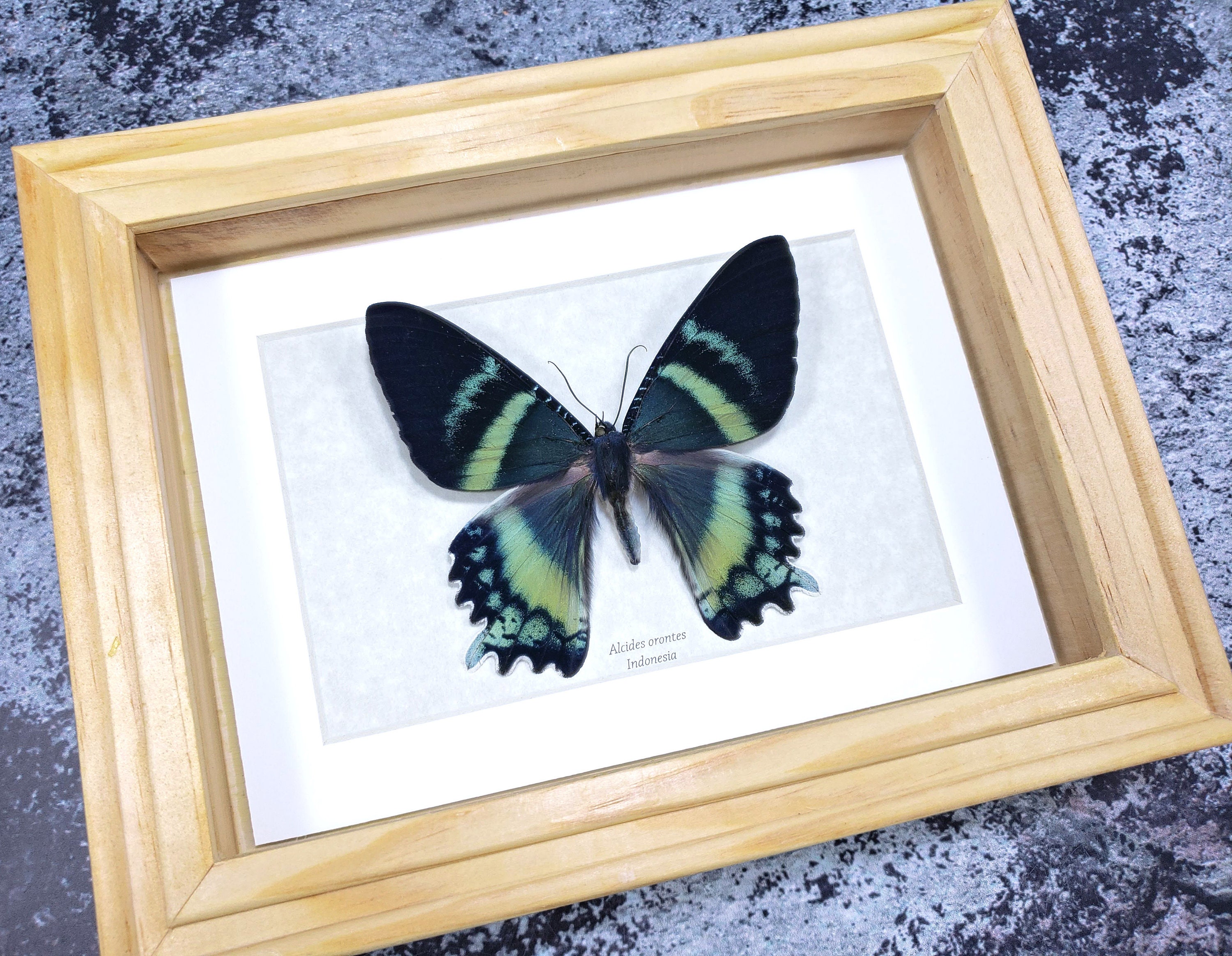 Real Cethosia biblis butterfly taxidermy shadow Box A1 specimen display ...