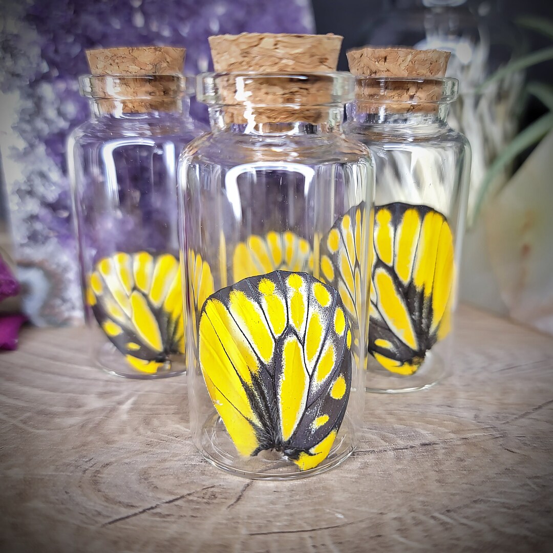 One Vial Spotted Sawtooth Butterfly Wing / Prioneris Thestylis / Gift ...