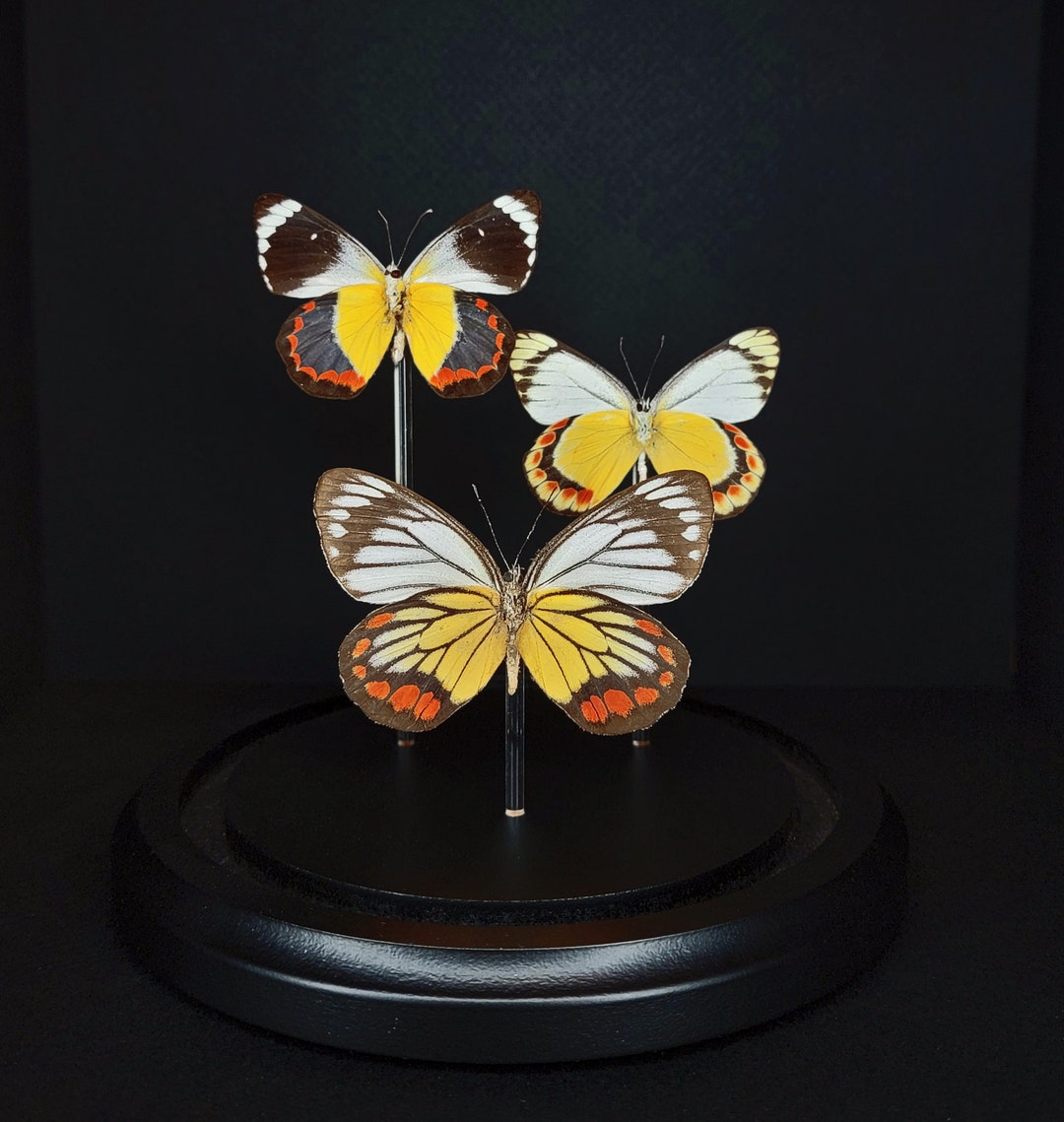 Real Butterfly Glass Dome Cloche Display, Delias Timorensis, Delias ...