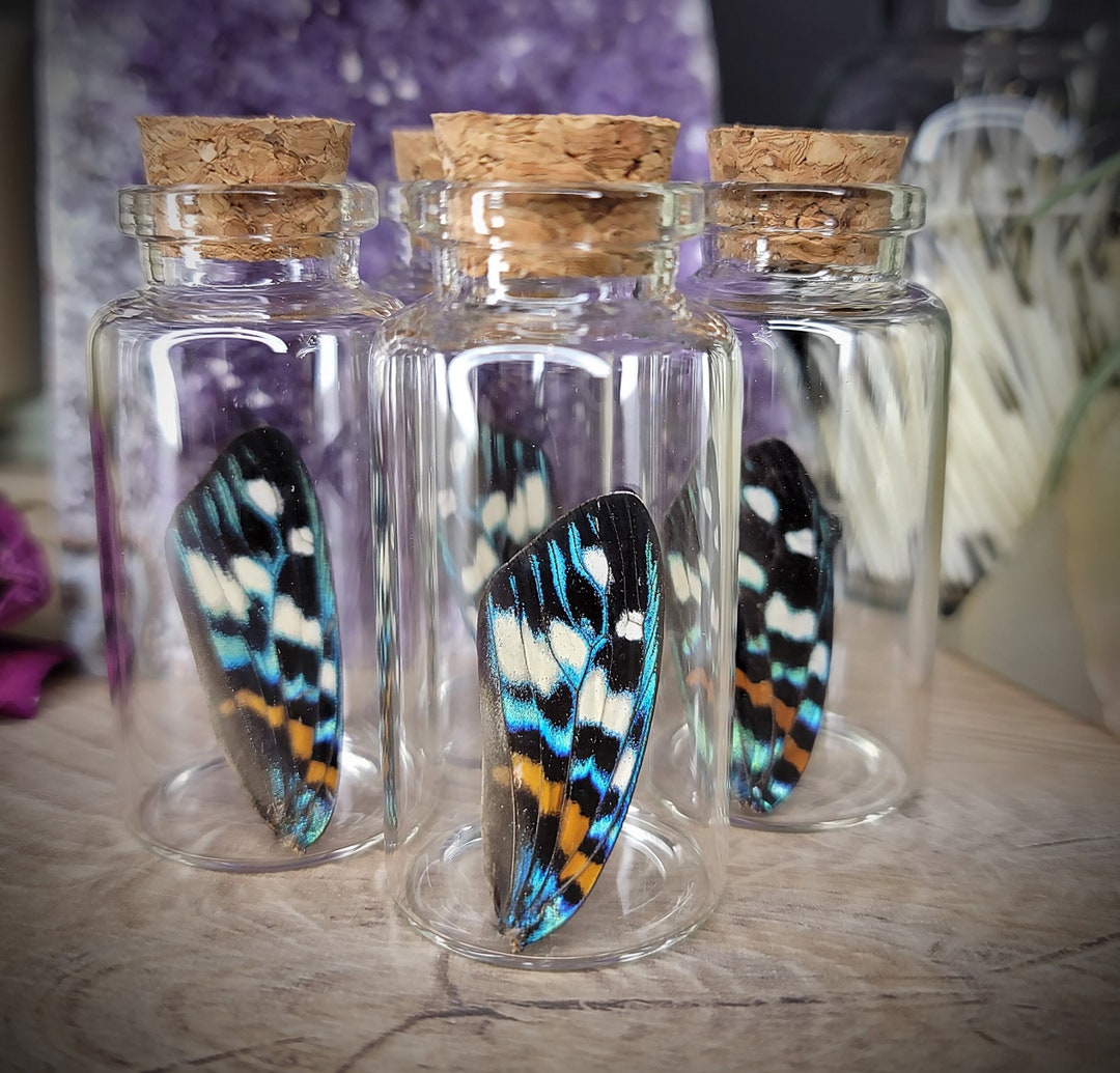 One Vial of Erasmia Pulchera, Day Flying Moth Wing / Gift / Cabinet of ...