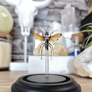 Real Wasp Glass Dome Cloche Display, Hymenoptera Species, Taxidermy A1 ...