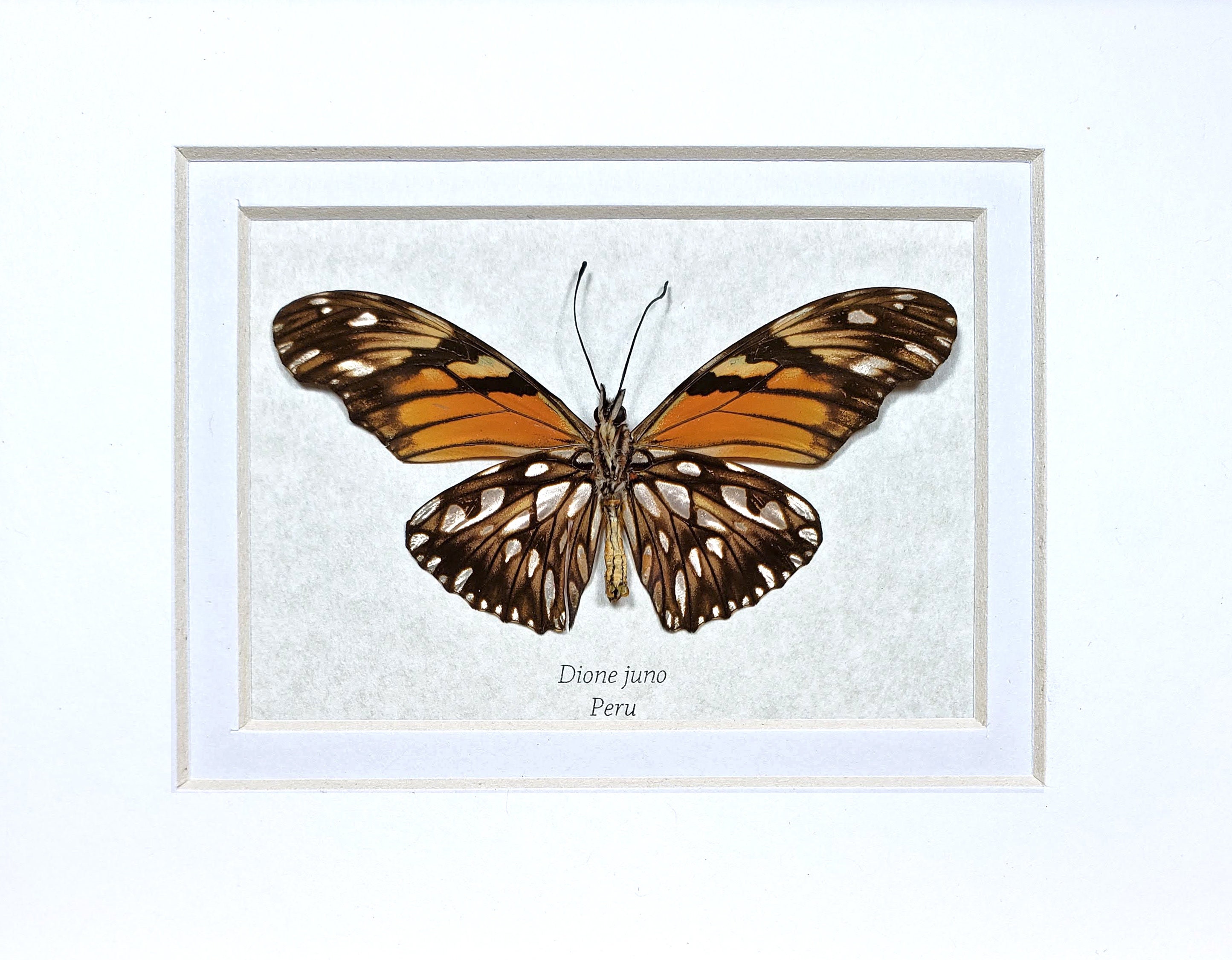 Dione Juno Orange Silver Spots Real Butterflies Entomology Collectible ...