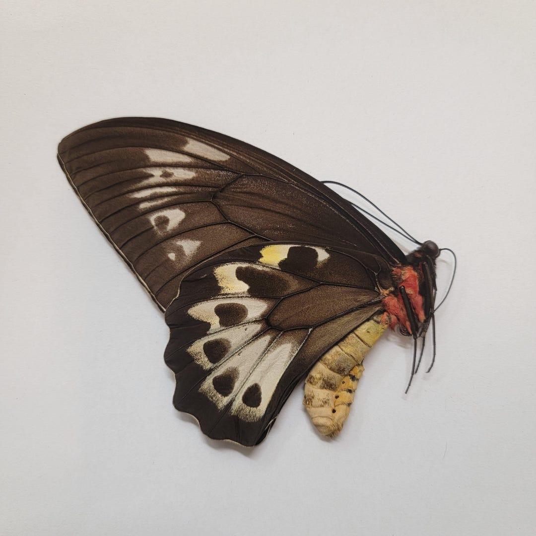 ONE as Shown Unmounted Female Ornithoptera Priamus Priamus CLOSED WINGS ...