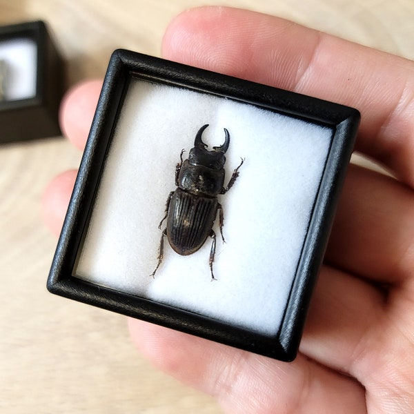 Entomology Display Box - Etsy